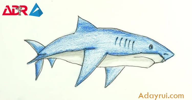 vẽ con cá mập đơn giảnẽ con cá mập đơn giản- ADAYRUI
